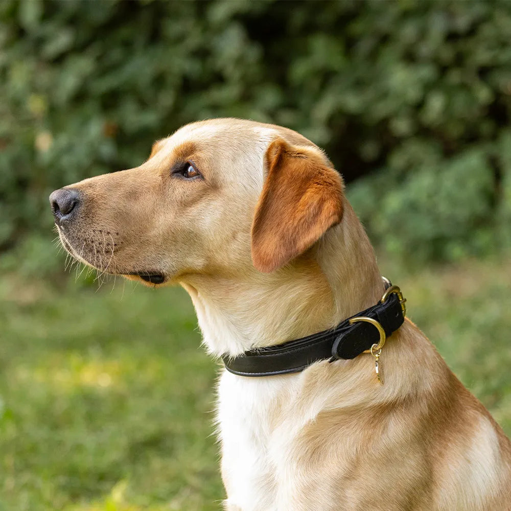 Benji & Flo Deluxe Padded Leather Dog Collar | Country Ways